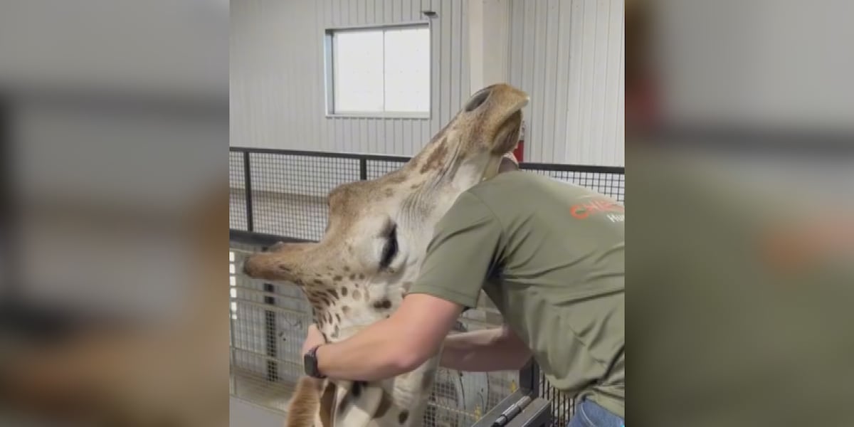 Oklahoma chiropractor goes viral after adjusting a giraffe in Ardmore Oklahoma chiropractor goes viral after adjusting a giraffe in Ardmore